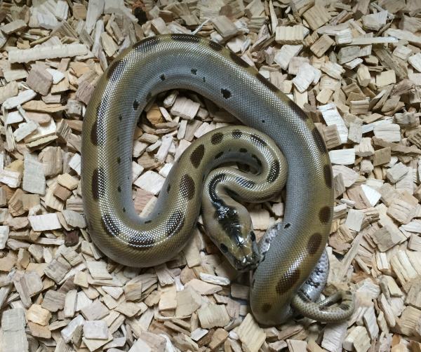Green Burmese Python